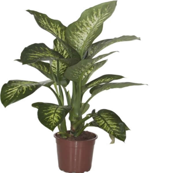 Planta Dieffenbachia - Bnb Flores | Florería On line en Montevideo
